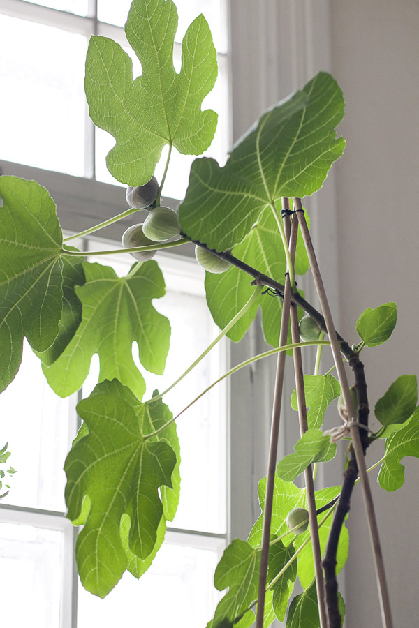 Parolan Asema: Viikunoita ja DIY hamam-pyyhkeet