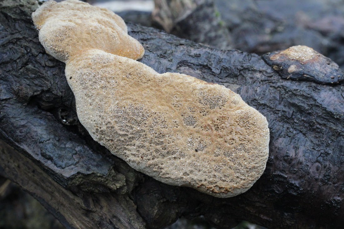 El mundo microscópico de los hongos: Fomitiporia punctata (P. Karst ...