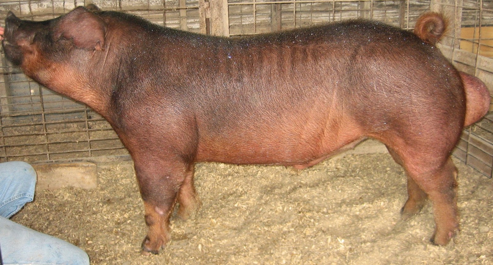 BREEDS OF PIGS: Duroc Pig