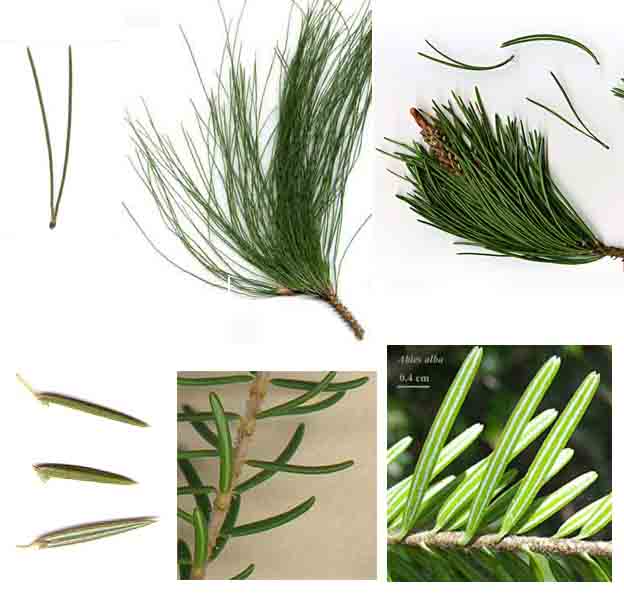 Hoja acicular (acicularis) - Botánica integra