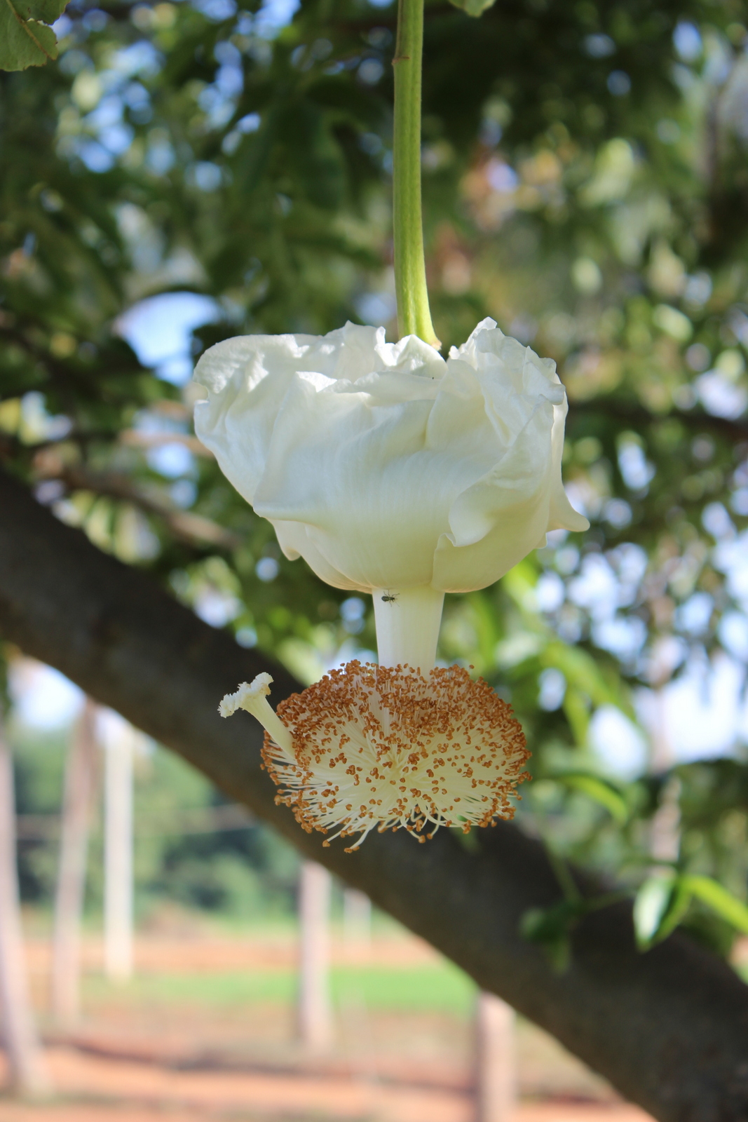 iiscahuja: NATURE’S HIDDEN GEMS – THE BAOBAB FLOWERS