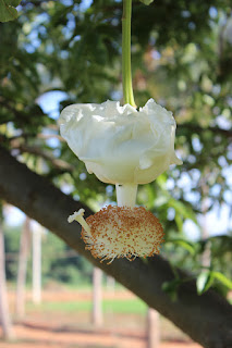 iiscahuja: NATURE’S HIDDEN GEMS – THE BAOBAB FLOWERS