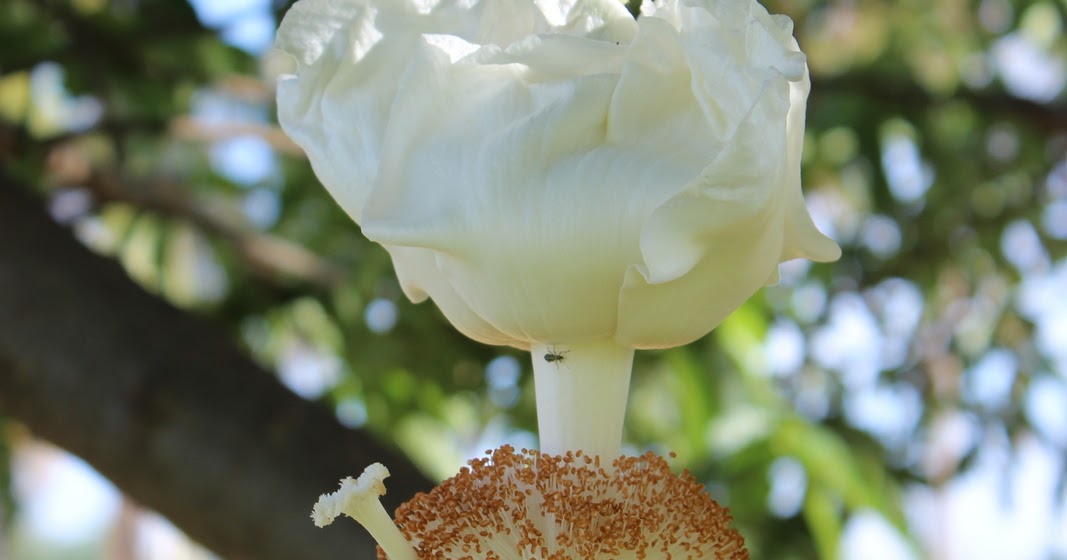 iiscahuja: NATURE’S HIDDEN GEMS – THE BAOBAB FLOWERS