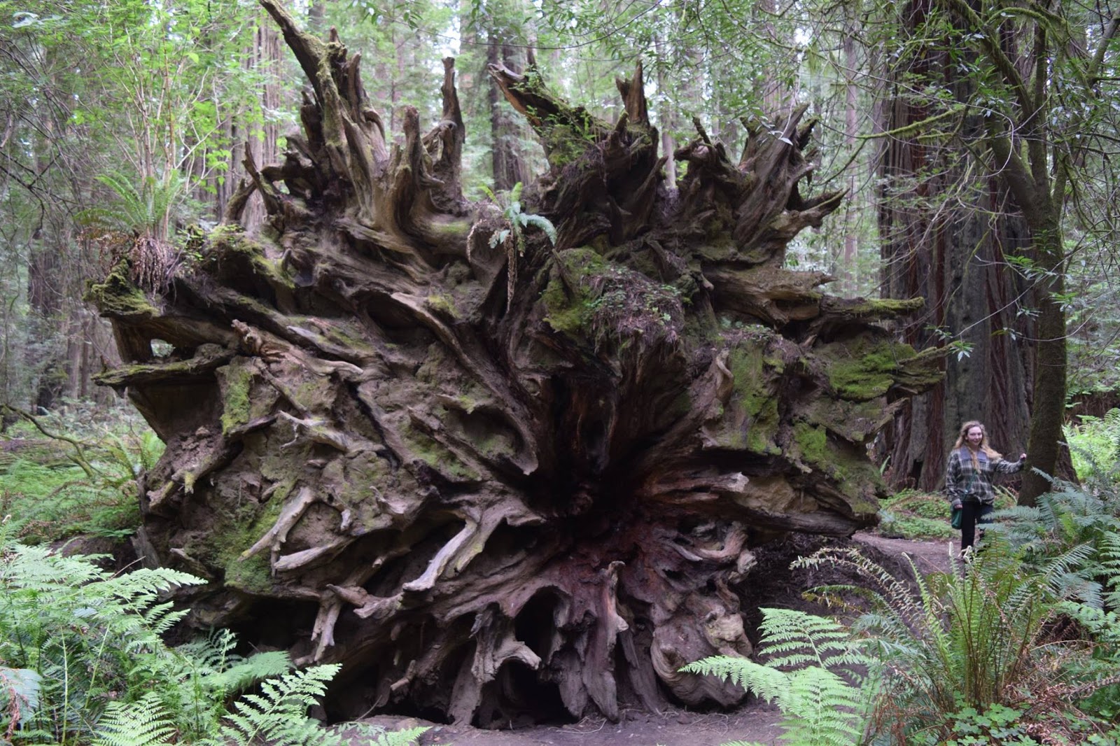 d20 Despot: Monster Monday: Redwood Treant, Titan of the Forest