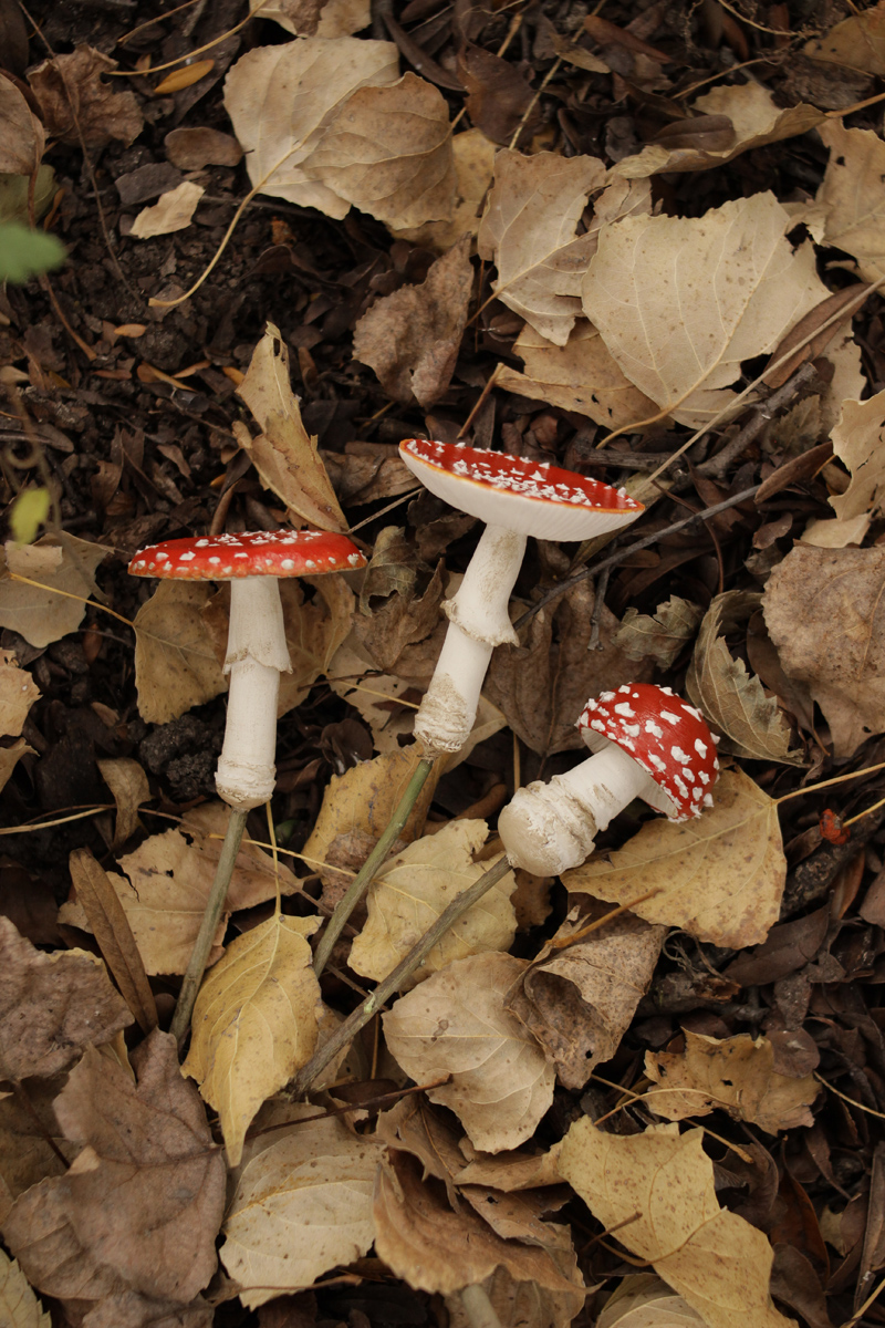 La Maison Naturaliste Tienda Online: Set x 3 honguitos réplicas ...