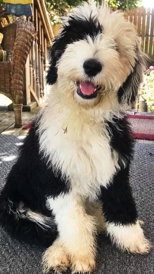 SheepaDoodle - Micro, Mini, Giant, Size, Character, Sale, Price, Care