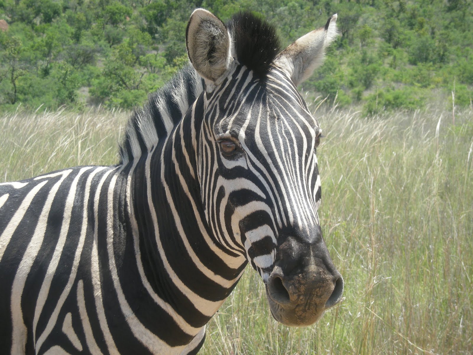 TravelComments.com Official Blog: South African National Parks ...