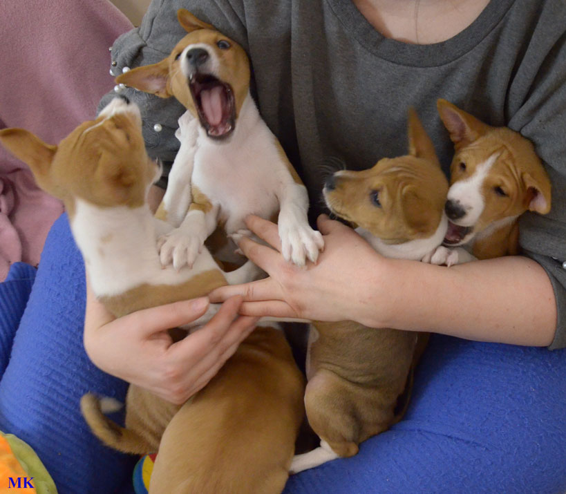 Perrada Unican Basenjit: Pentusuunnitelmia