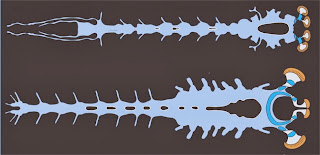Palaeos, la historia de la Vida en la Tierra: Quiero saber más: El ...