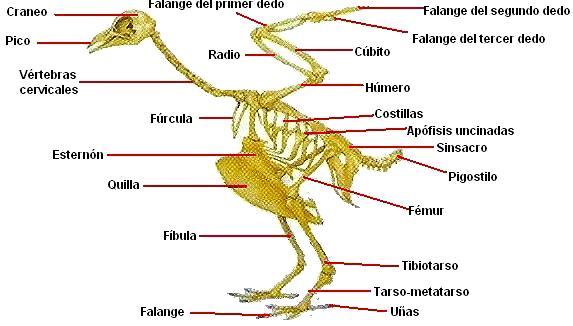 ZOOLOGIA Y BOTANICA: ESQUELETO DE LAS AVES
