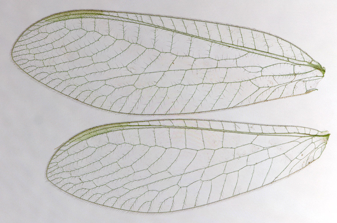 Real Monstrosities: Green Lacewing