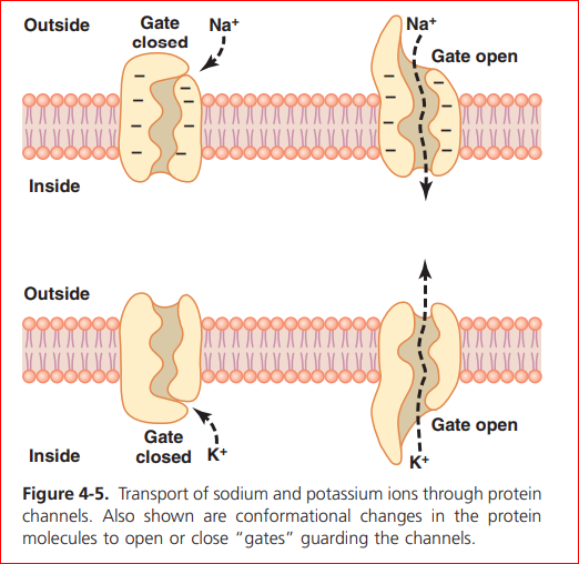 BIOLOGI GONZAGA: DIFUSI GAS RESPIRASI