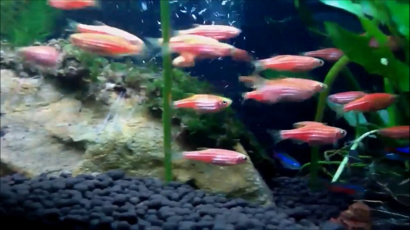 Ikan Hias Zebra Danio Tetra