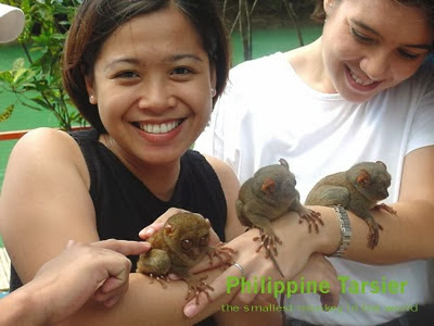 Tarsero filipino (Tarsius syrichta o carlito syrichta)