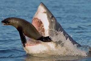 mayo 2013 ~ Biologia Ambiental