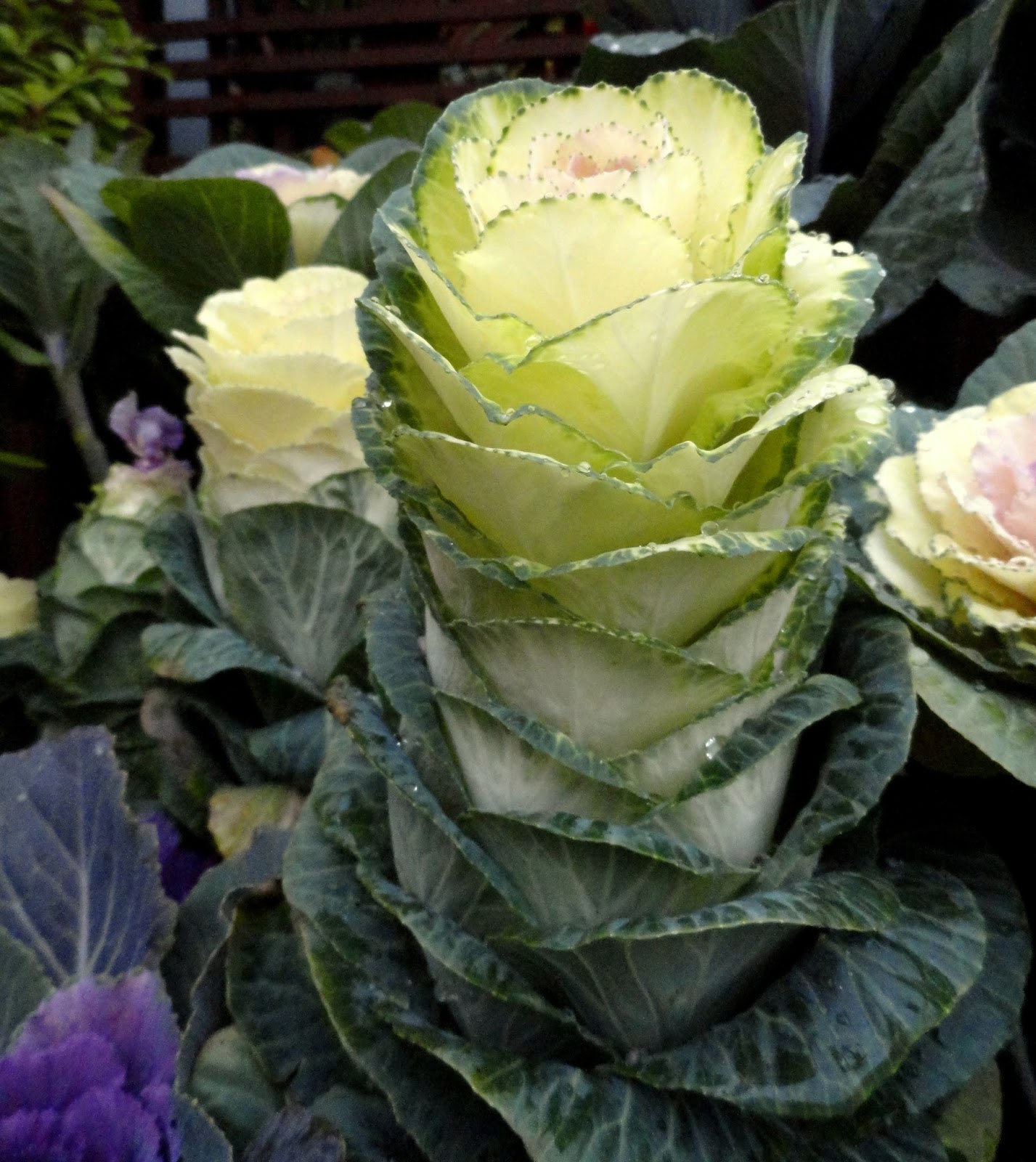 danger garden: Ravenna Gardens, it's been awhile...