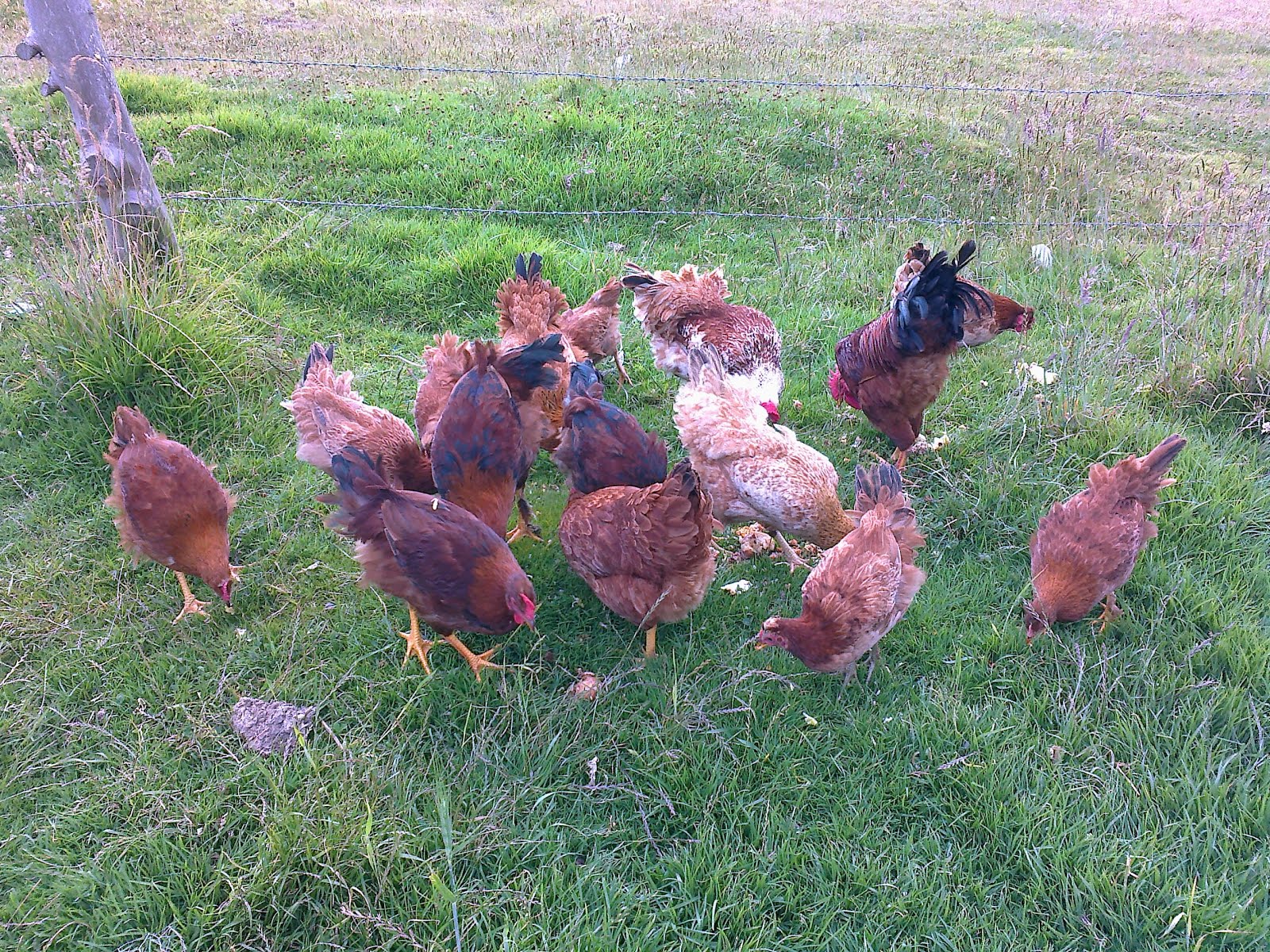 POLLO CAMPESINO AUTOCTONO ANDINO: FOTO GALERIA