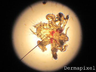 Dermapixel: octubre 2012