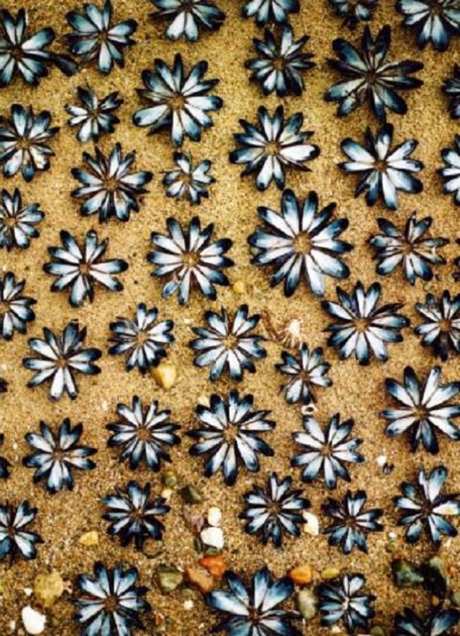 paradis express: Tim Pugh