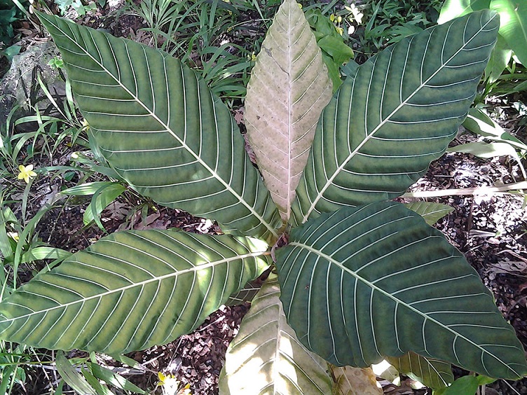 Apa yang Disebut Monocaulis, Monopodial, dan Sympodial? | Belajar ...