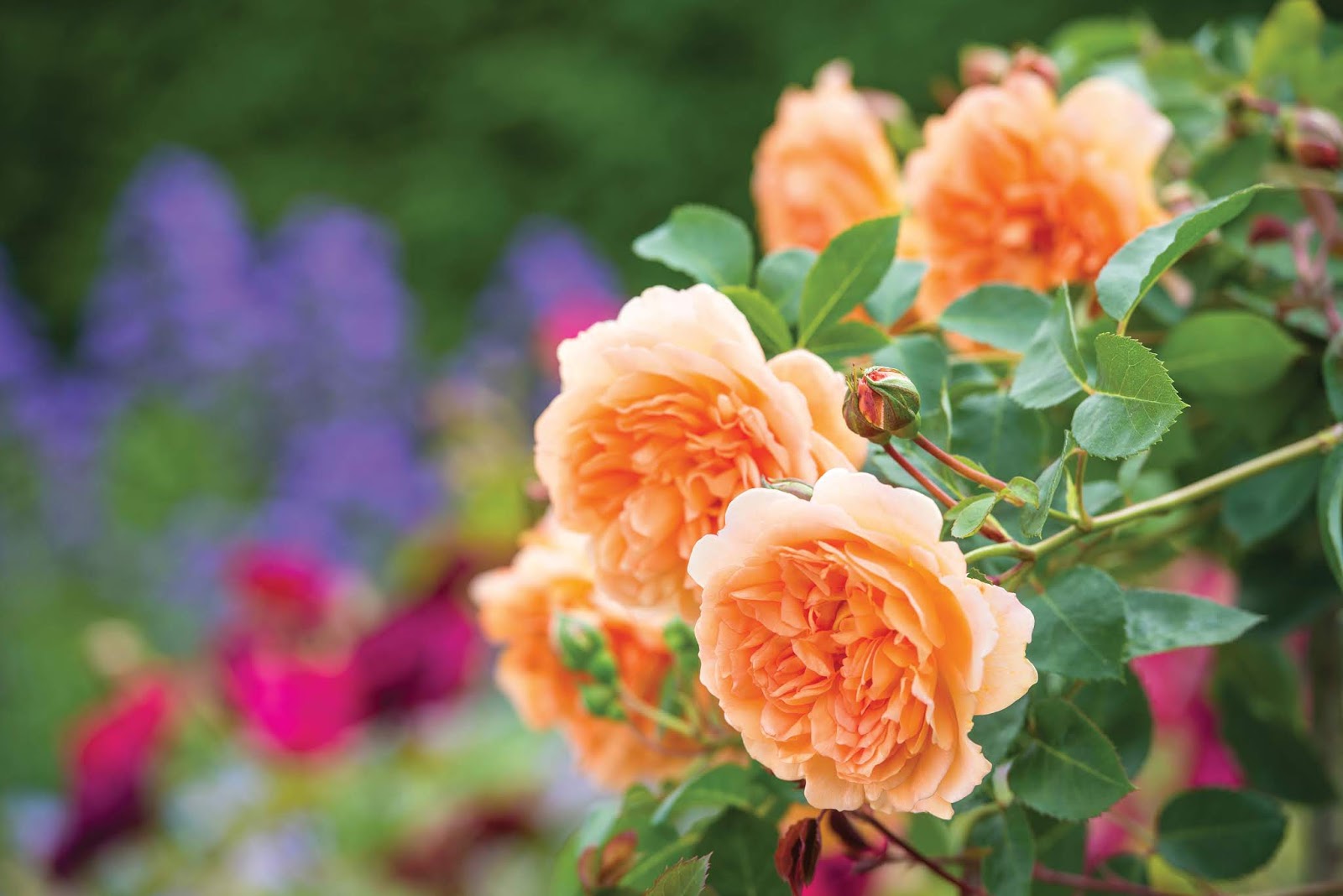 5 tips for growing 3 new fragrant David Austin Roses in your garden ...