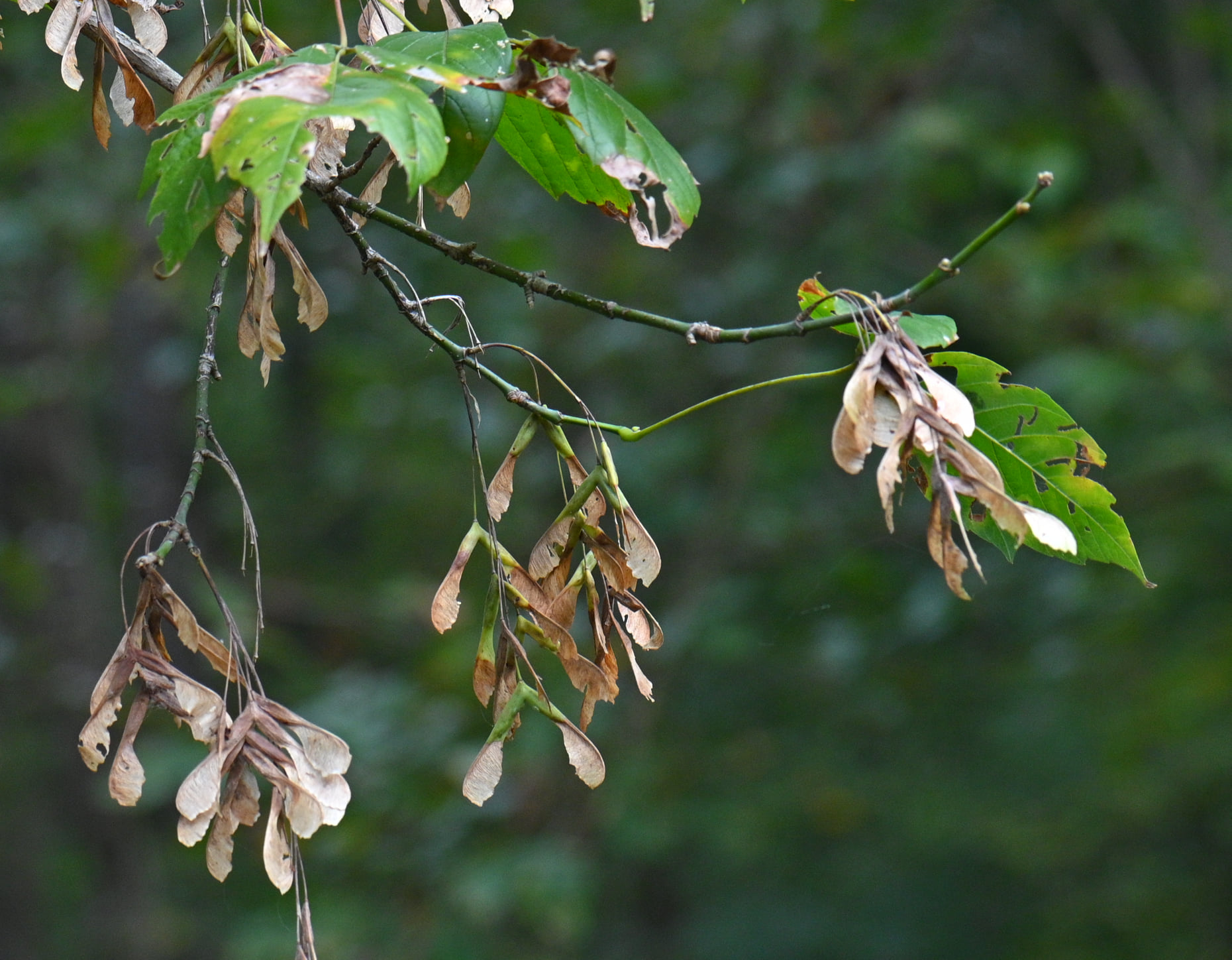 Nature Ramblers: 2021