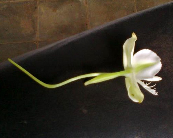 Pecteilis susannae (L.) Raf., 1837 ~ Orchid of Java