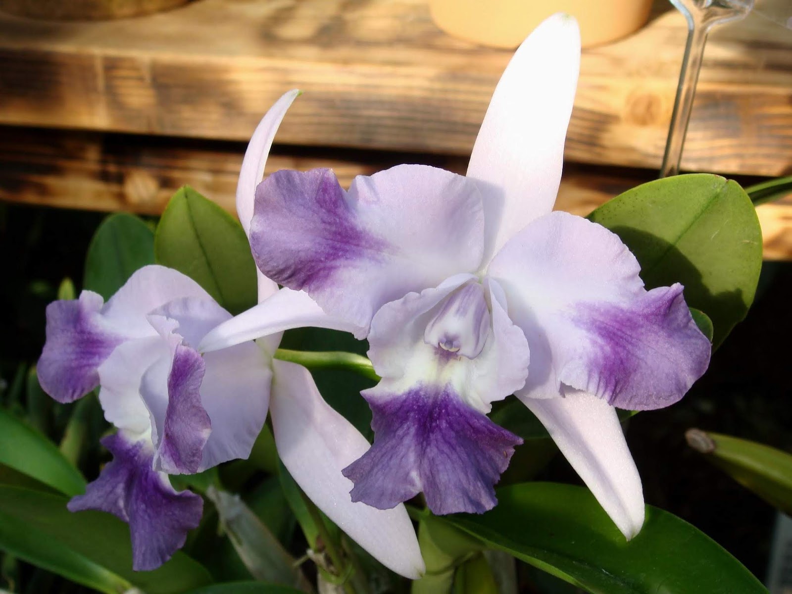 Cattleya Cariad's Mini-Quinee care and culture | Travaldo's blog