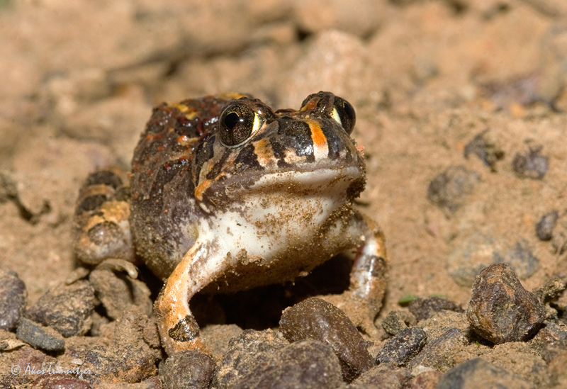 Burrowing Frog | The Wildlife