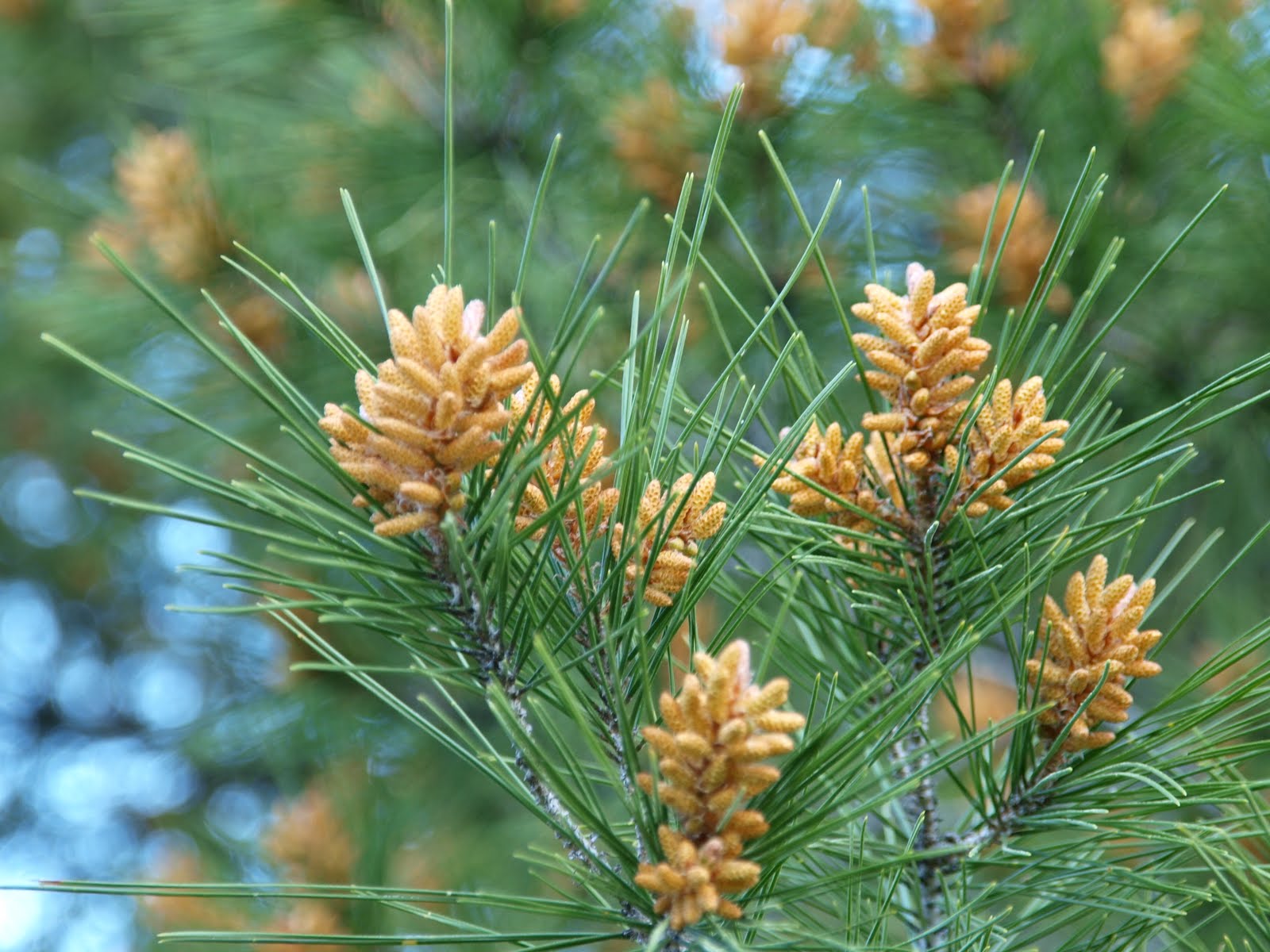Piedra: Flores de pino