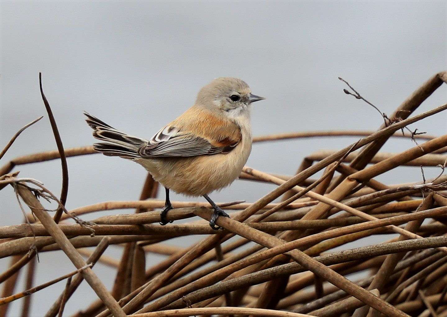 Blog de aves: Instantes alados: pájaro moscón europeo