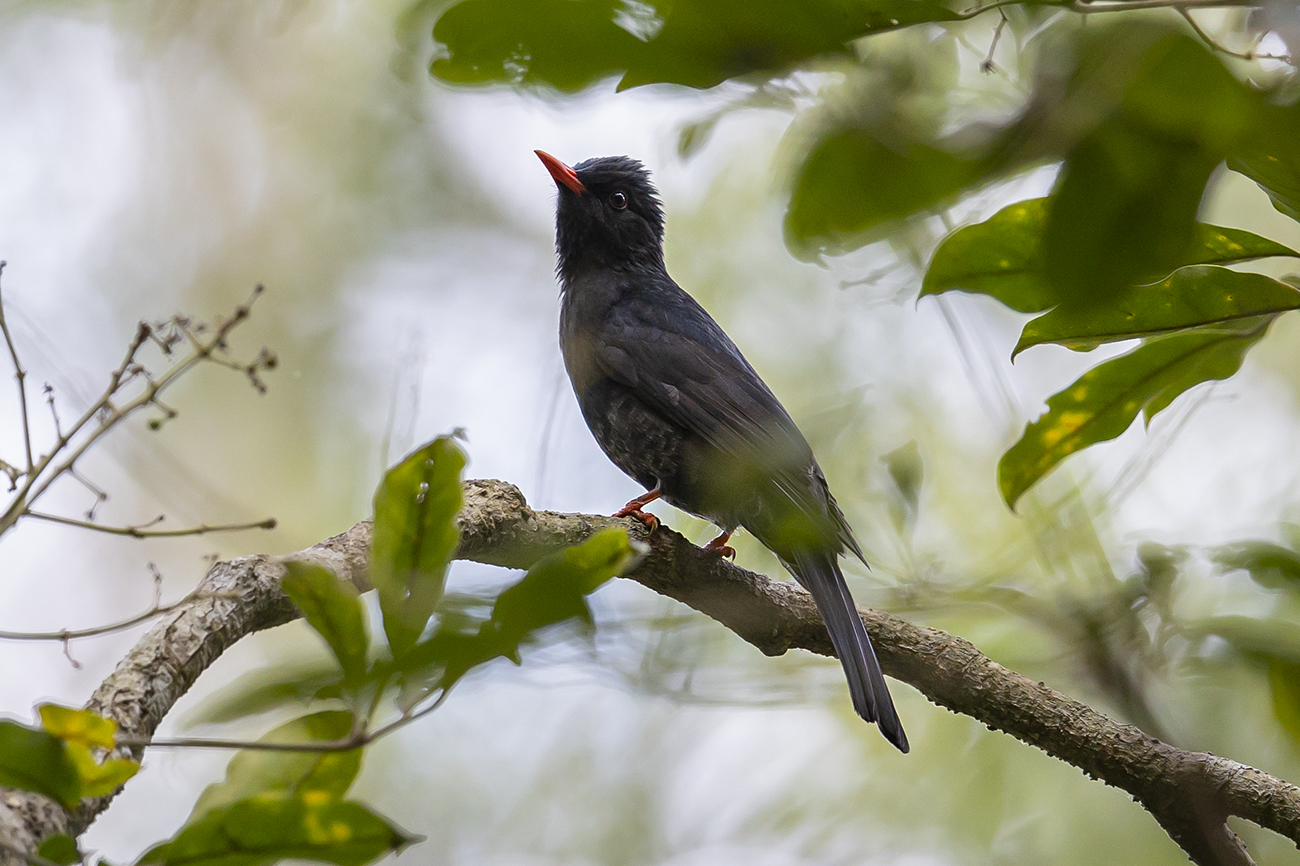 As The Crow Flies - a Hong Kong Birding Blog: White-spectacled Warbler ...