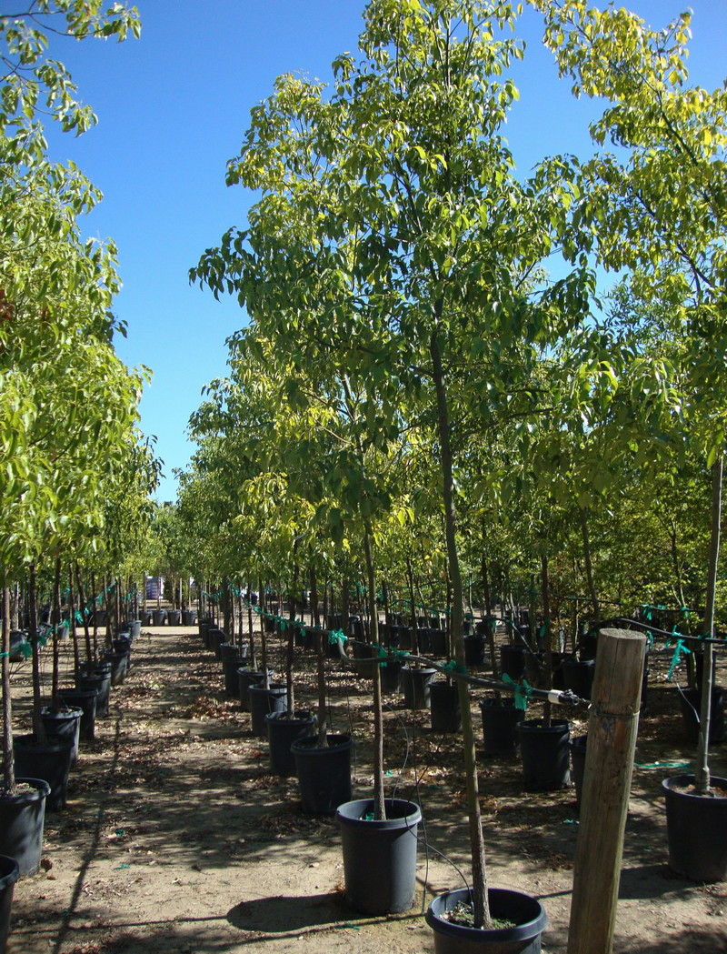 Mengenal Kayu Kamper, Fungsi, Keunggulan, dan Harganya - Pengadaan5