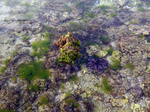 INTERTIDAL BEACH OBSERVATION GUIDE FOR BEGINNER