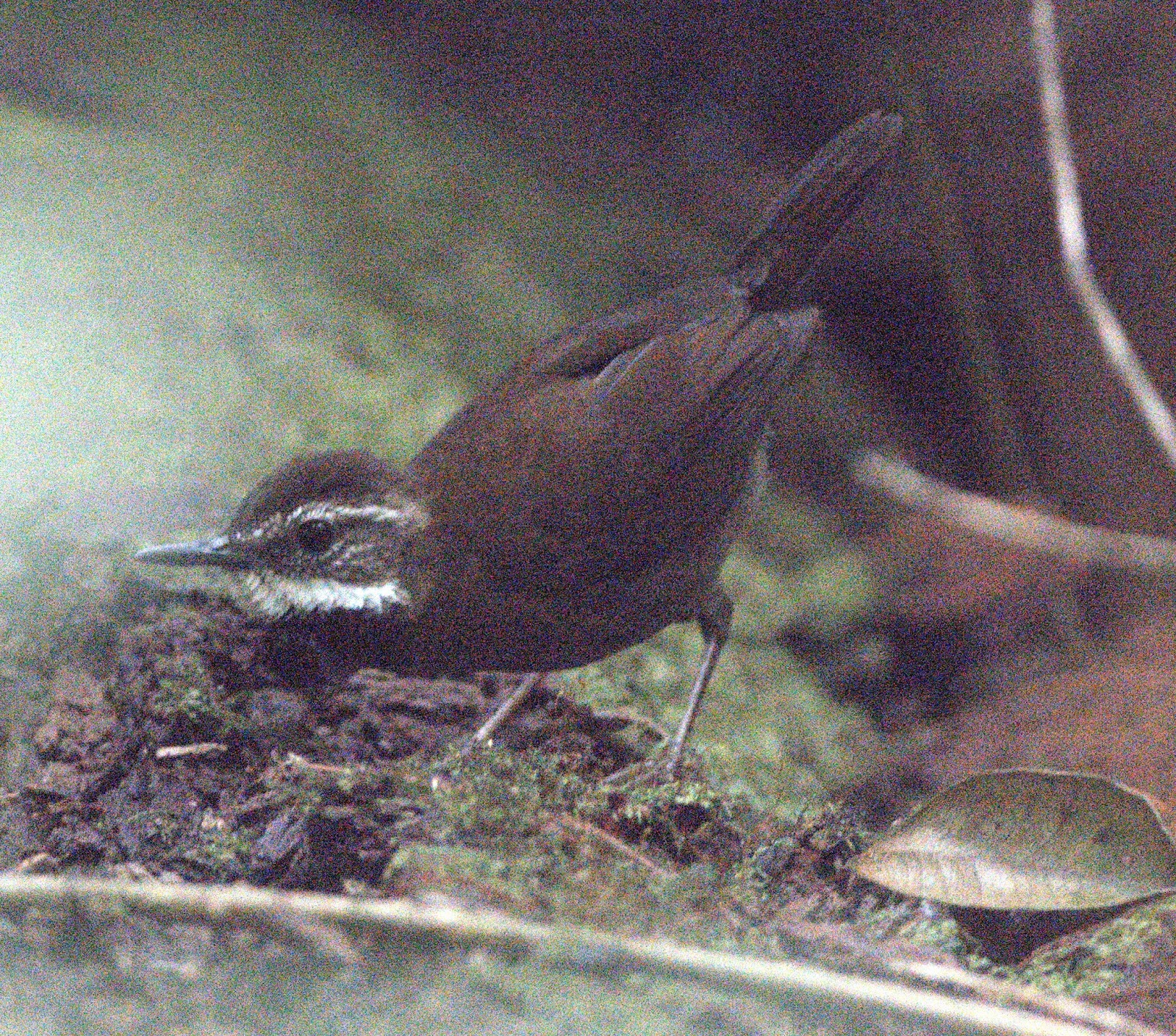 sunshinecoastbirds: Queensland Road Trip 14: Tully to Townsville