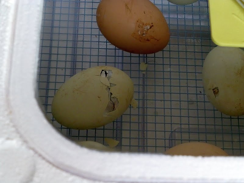 Rural Revolution: Roll call for chicks