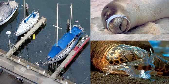 Miau Wantz Her Fillet: Boat Pollution And Garbage Dumping