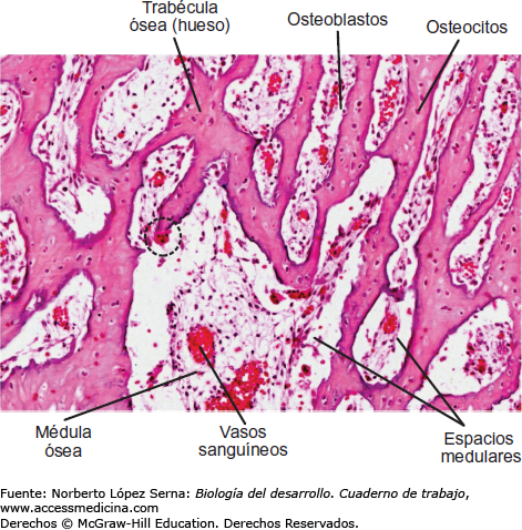 HISTOLOGÍA DE LA MÉDULA OSEA