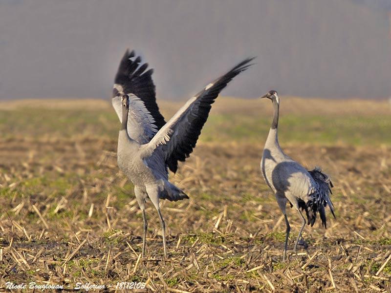 Variety of Life: Gruidae