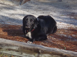 The Road to Big Bend: The Skyway Loop Trail on the Pinhoti Trail