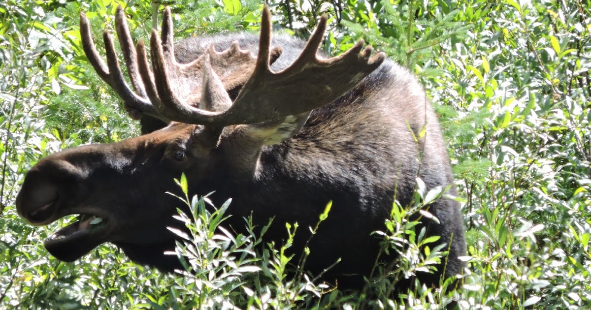 The Huckleberry Hiker: Moose Tests Positive for Chronic Wasting Disease ...