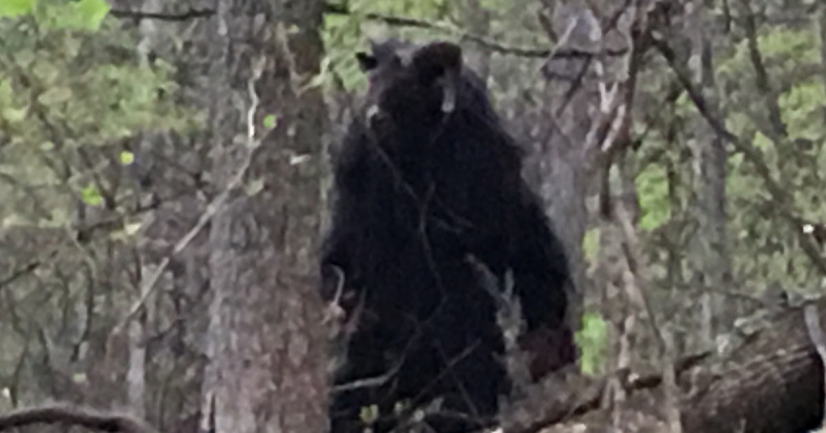 New Photos of Maryland Goatman? (Update 2) ~ The Crypto Crew