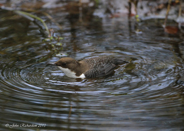 Old Man of Minsmere aka John Richardson: Black Bellied Dipper at Thetford