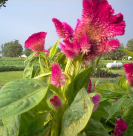 24+ Tanaman Hias Jengger Ayam