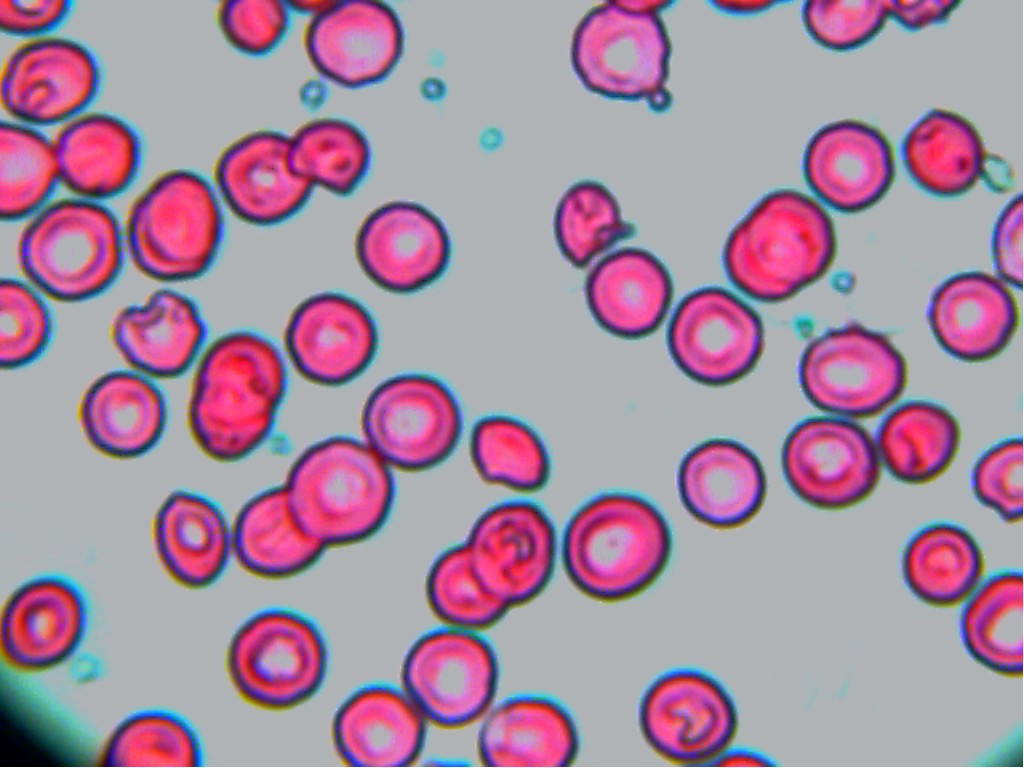 Sel Darah Hewan Vertebrata ~ Biologi