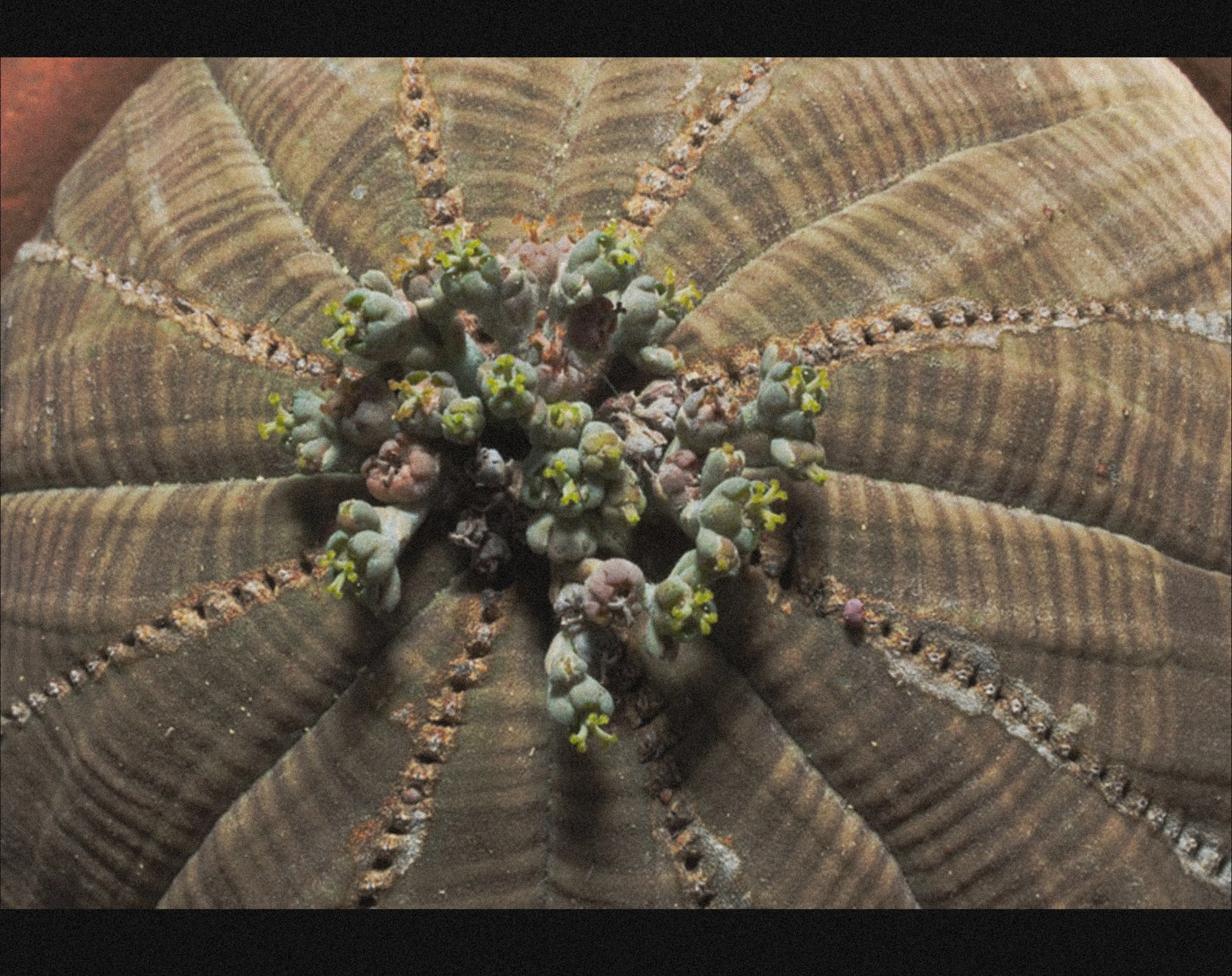 Baseball plant facts.