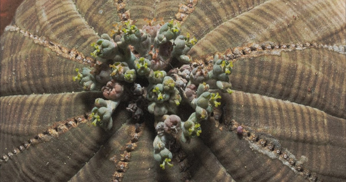 Baseball plant facts.