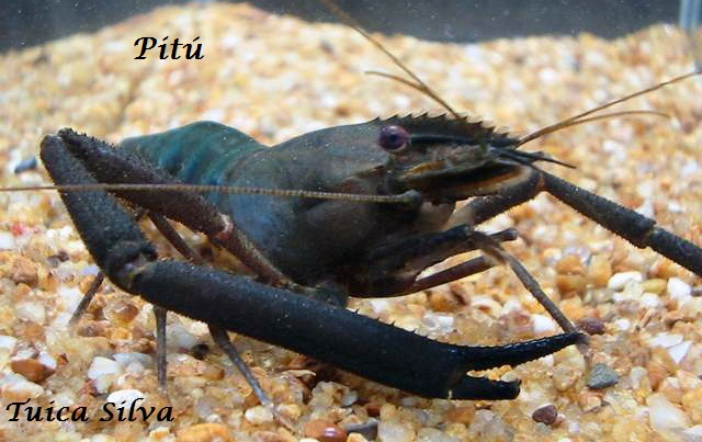 PRESERVAÇÃO DO RIO PIRANHAS: ESPÉCIES DE PEIXES QUE TEM OU JÁ TEVE NO ...