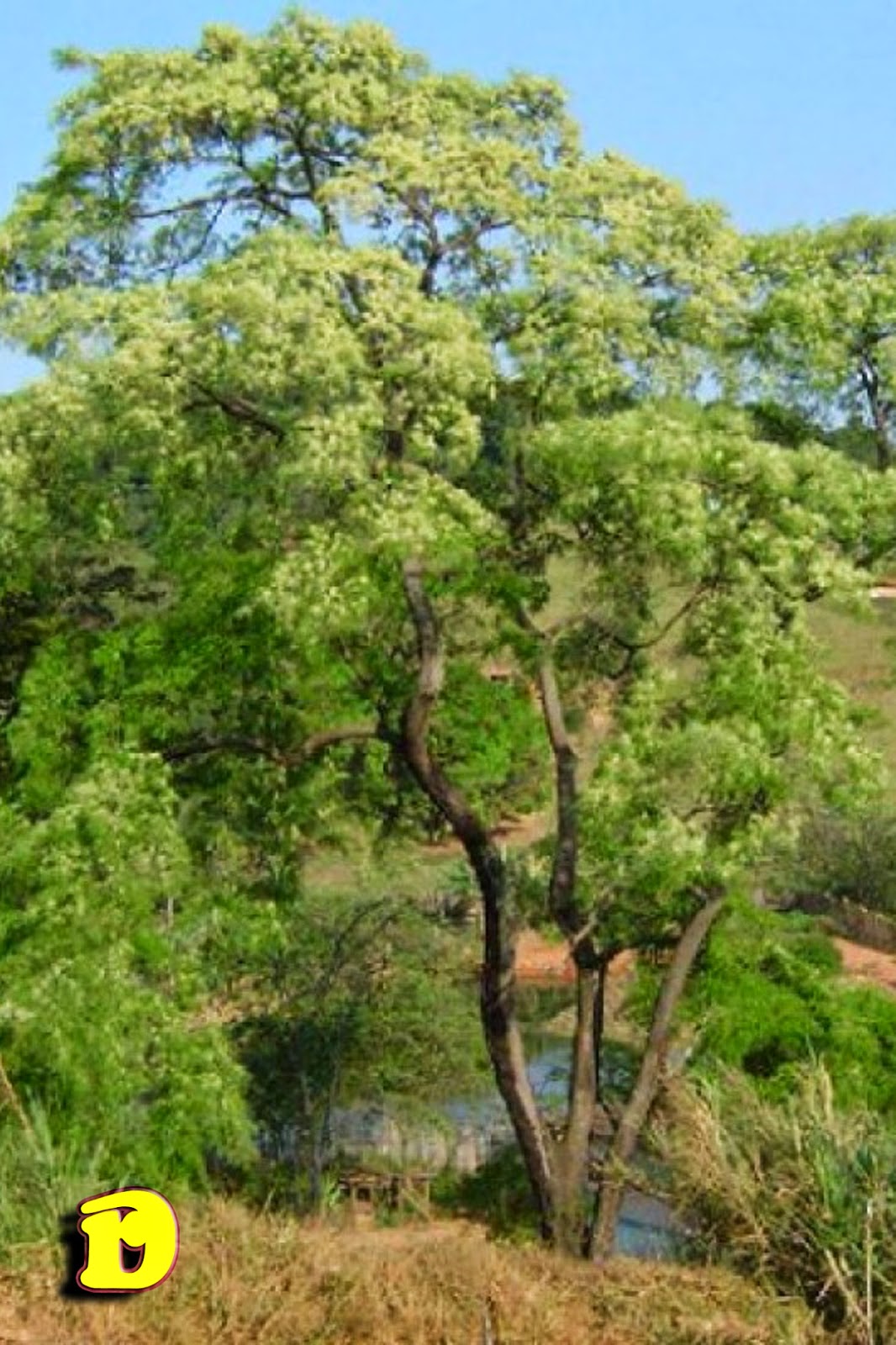 PLANTAS MEDICINAIS: ANGICO-CAMBUÍ (Anadenanthera colubrina)