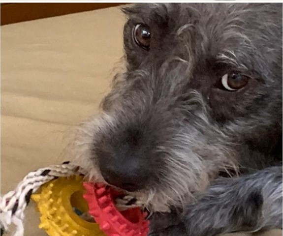 Adoptándonos: Roque, adorable cachorro barbincho en adopción muy ...